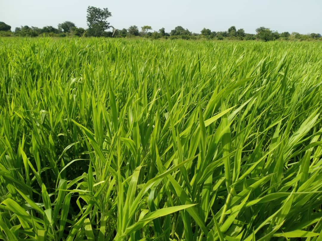 Complexe Agro Business Mali (CABM-SARL) | Agriculture & Élevage